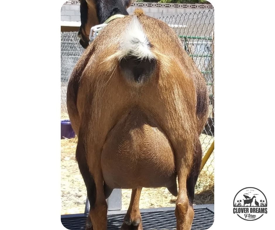 Reference Goats | Clover Dreams Farm